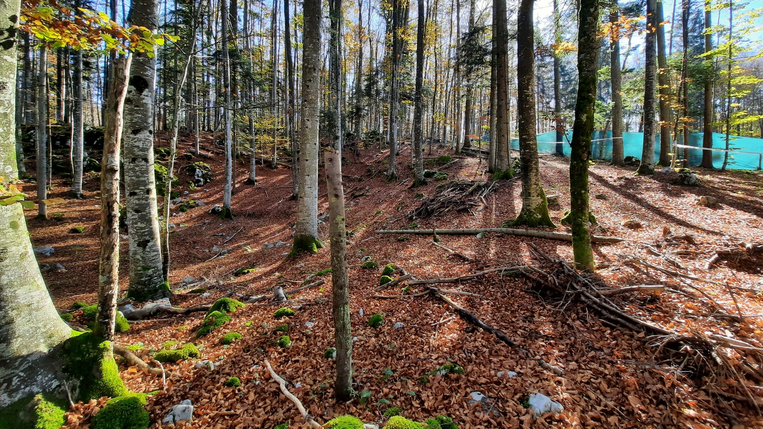 Dr. Ogrin o dveh, ločenih slovesnostih v Kočevskem Rogu: Obžalovanja ...